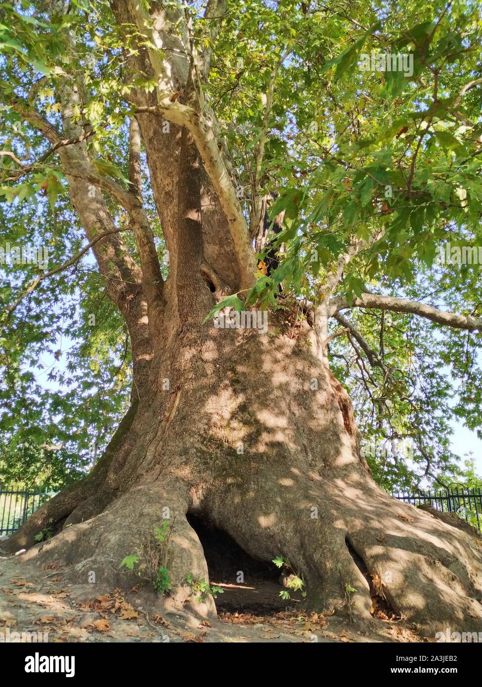 Plain old tree hi-res stock photography and images - Alamy