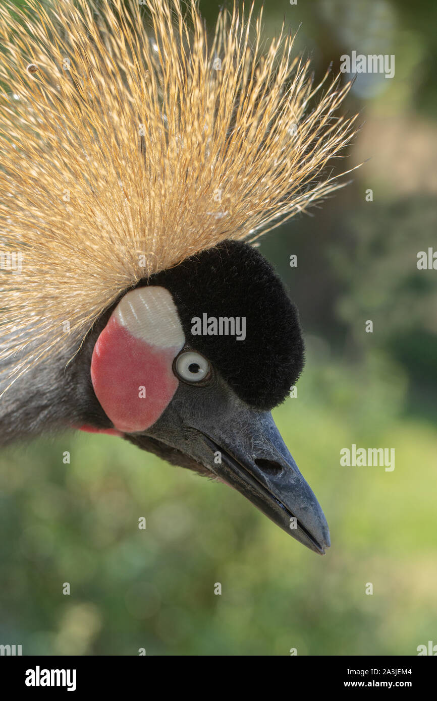 Black, Black-necked, or West African Crowned Crane (Balearica p ...
