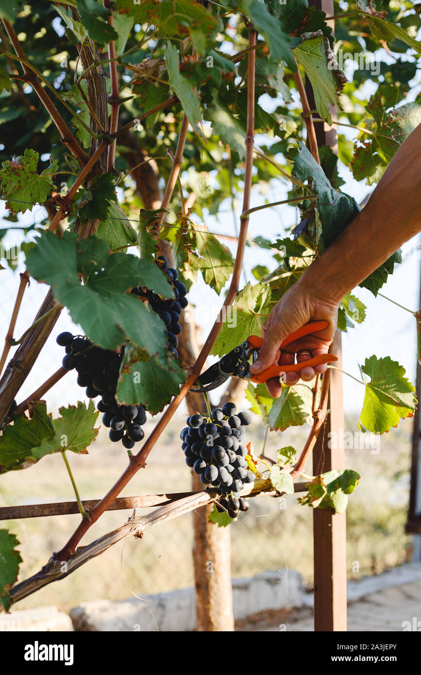 Hand harvesting of grapes hi-res stock photography and images - Alamy
