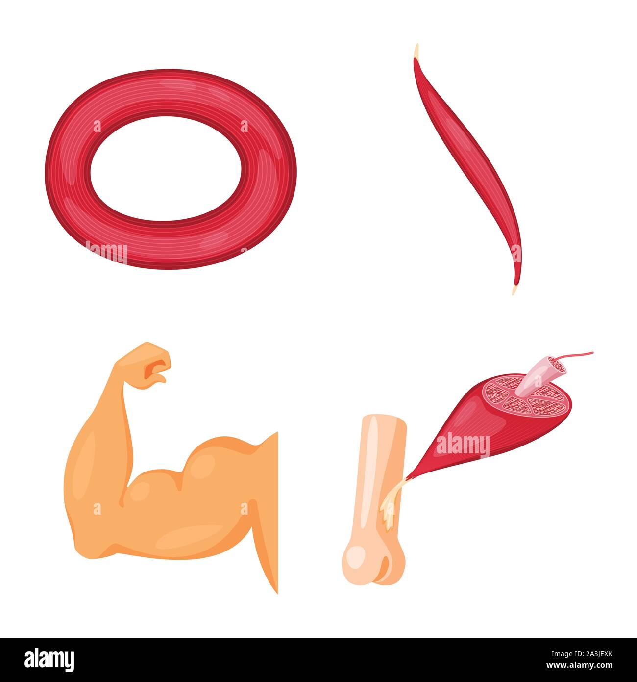 Vector design of muscle and cells symbol. Set of muscle and anatomy ...