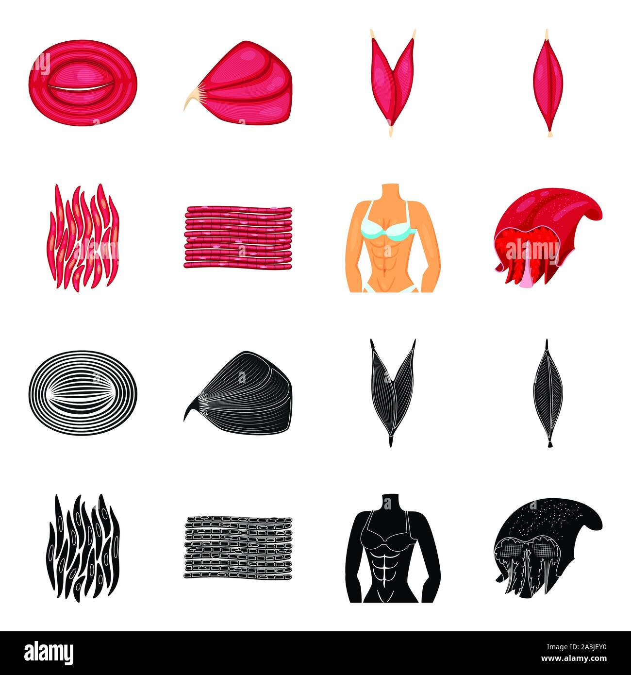 Vector illustration of fiber and muscular sign. Collection of fiber and ...