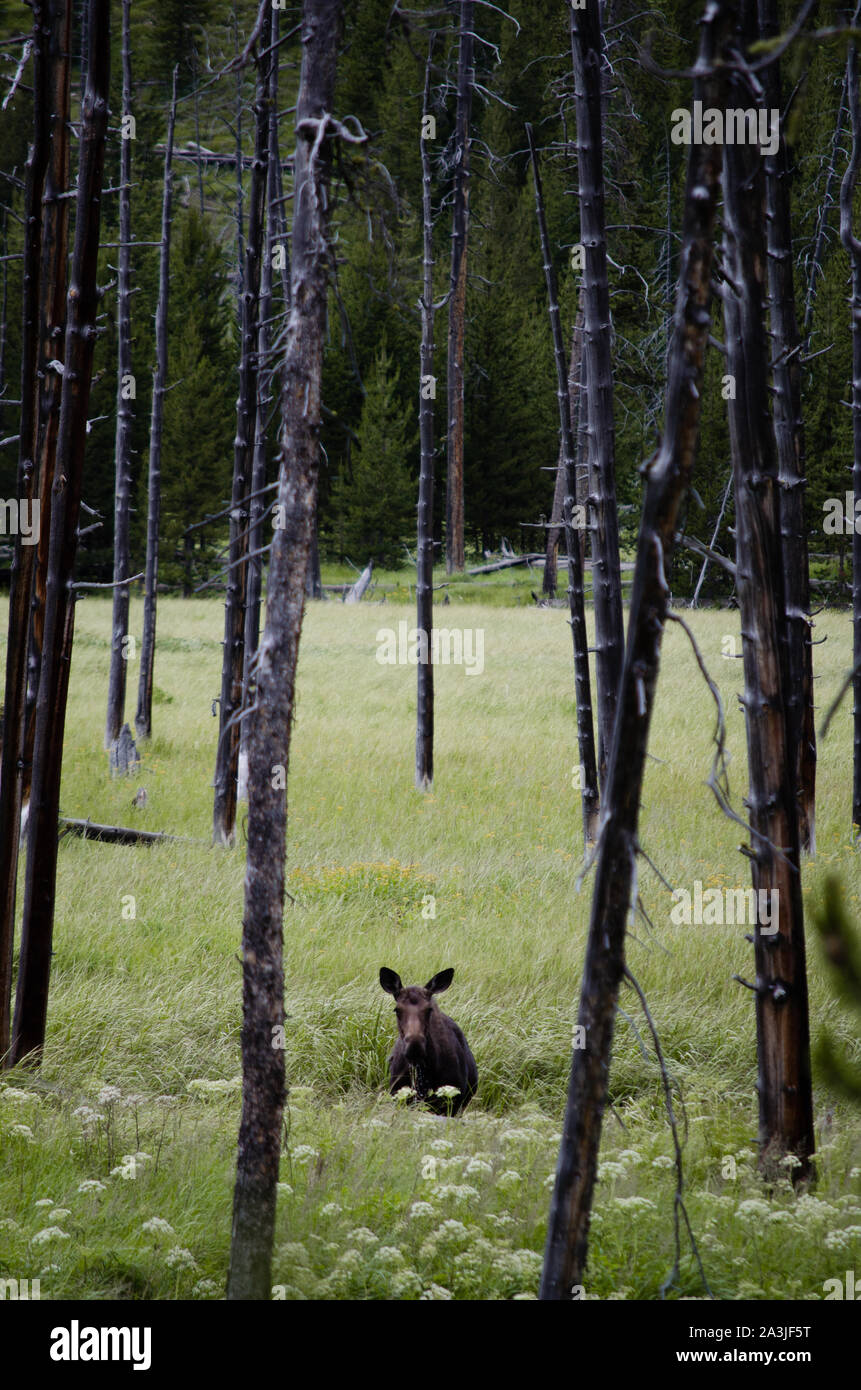 Swamp donkey hi-res stock photography and images - Alamy