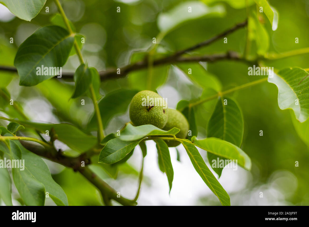 Walnut tree with nut hi-res stock photography and images - Alamy
