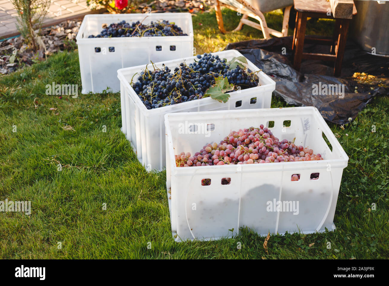 Cardinal grape hi-res stock photography and images - Alamy