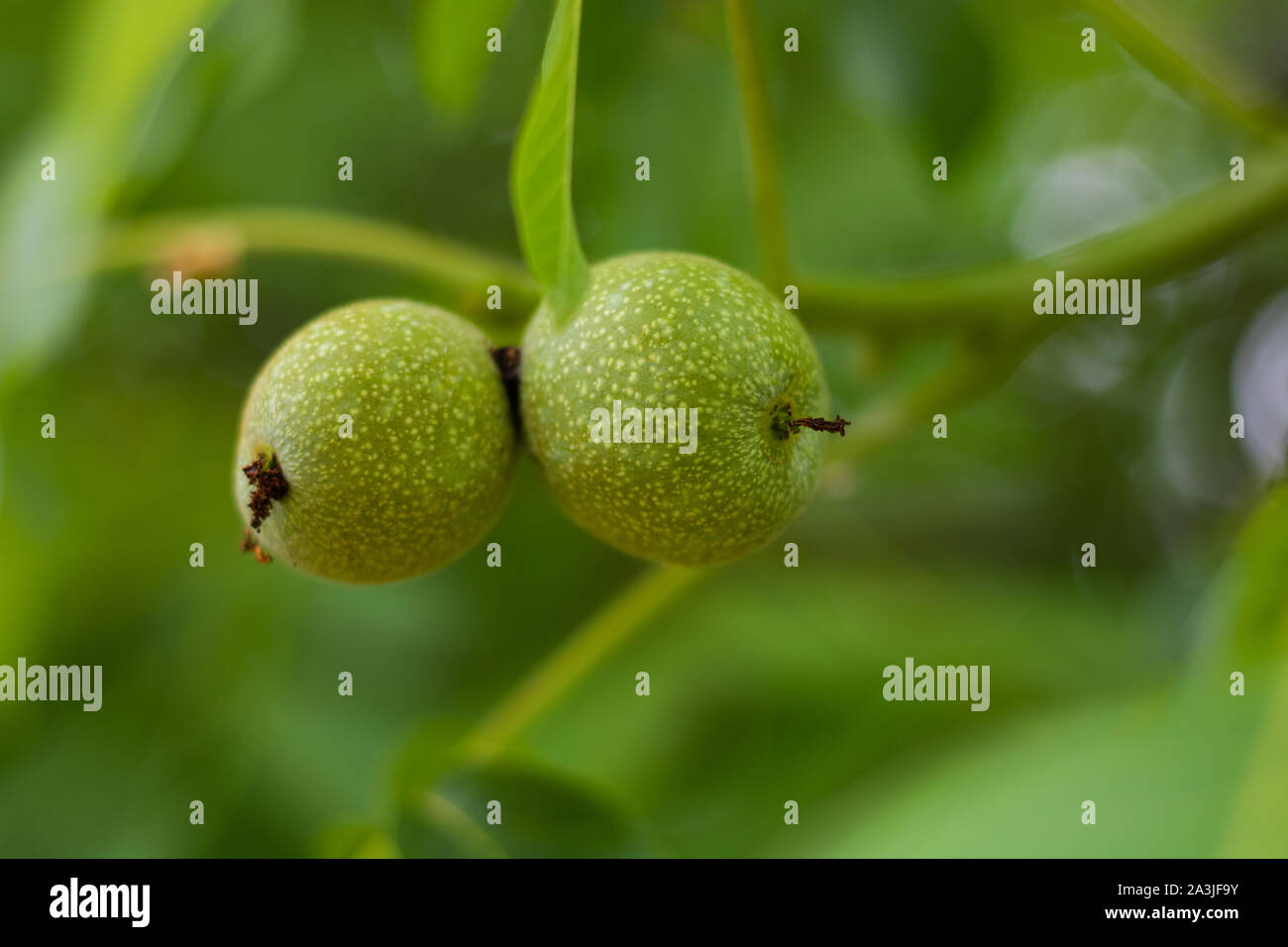 Raw organic green walnuts on the tree Stock Photo - Alamy