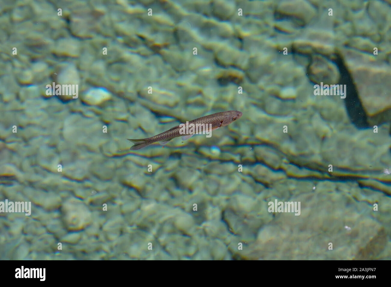 Fish in the clear water Stock Photo - Alamy