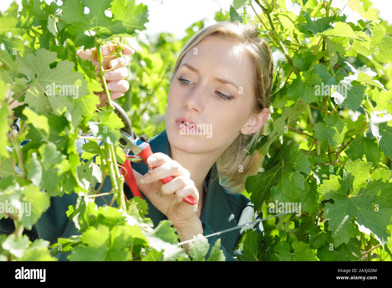 woman with pruner with branch Stock Photo - Alamy