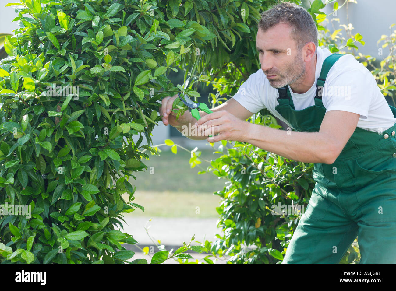 man standing in the garden pruning a shrub Stock Photo - Alamy