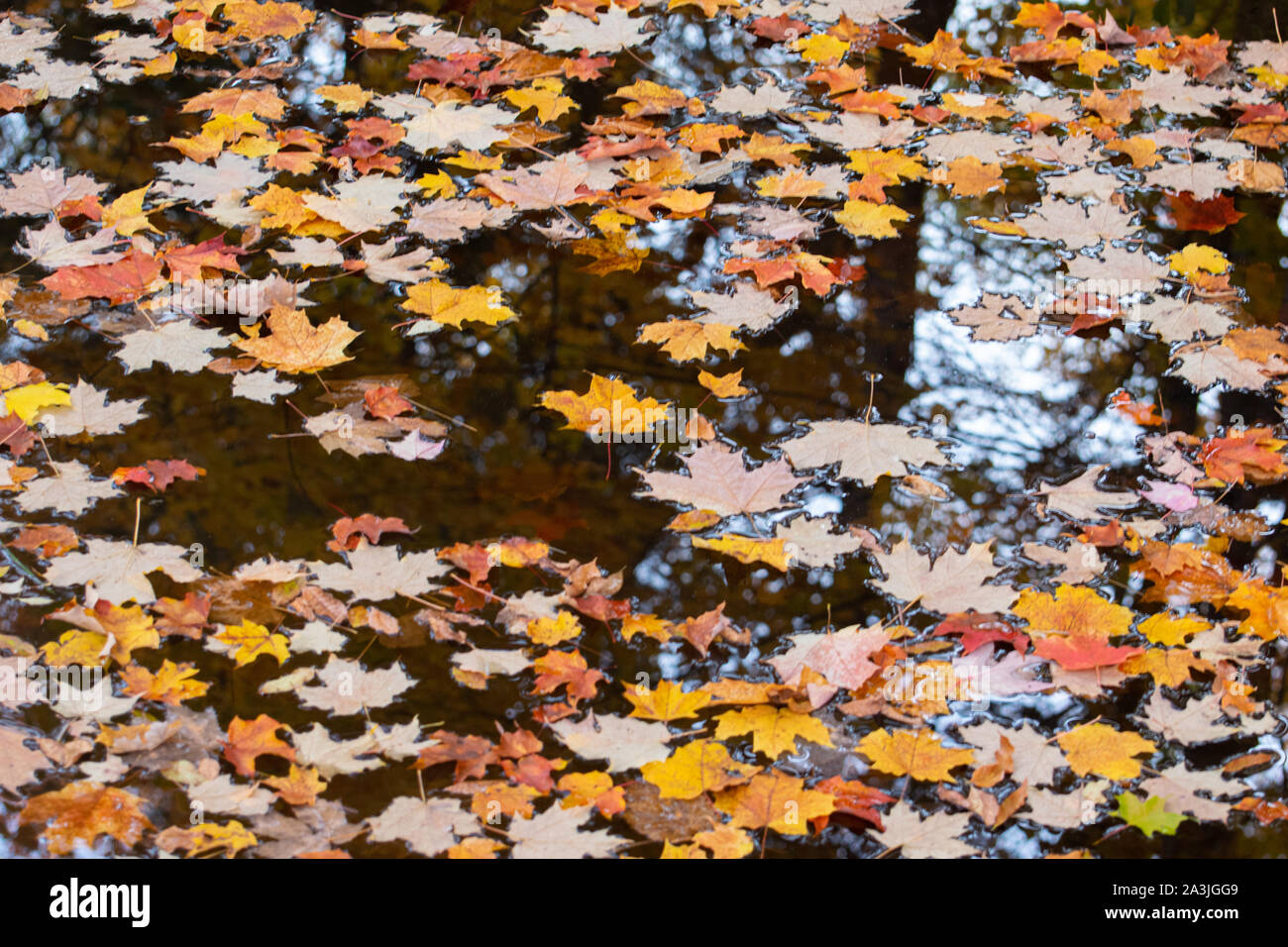 maple leaves floating on water Stock Photo - Alamy