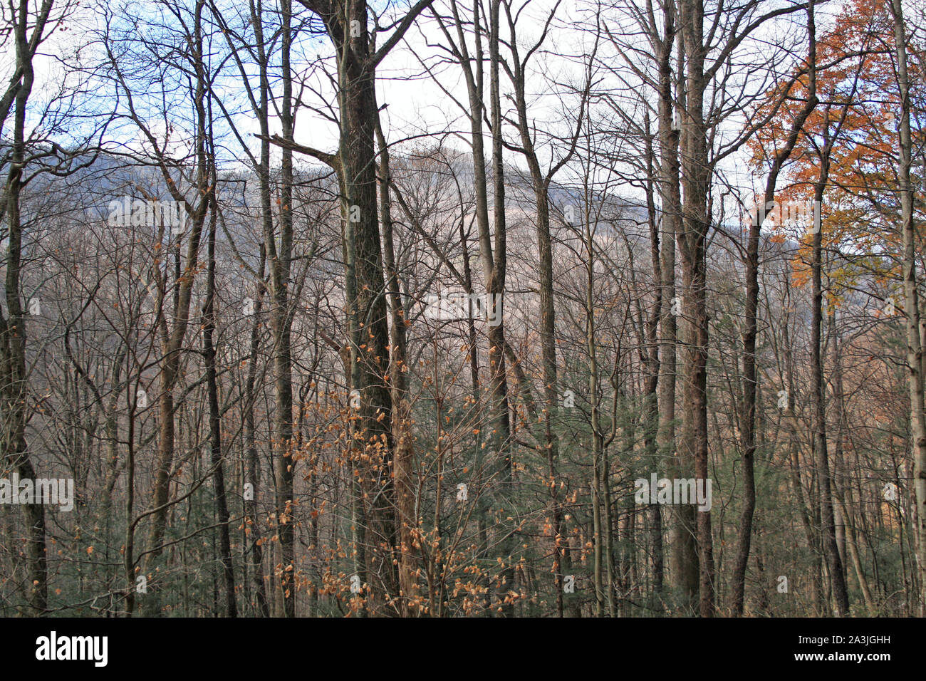 Forested Slope, Great Smoky Mountains National Park, Tennessee Stock ...