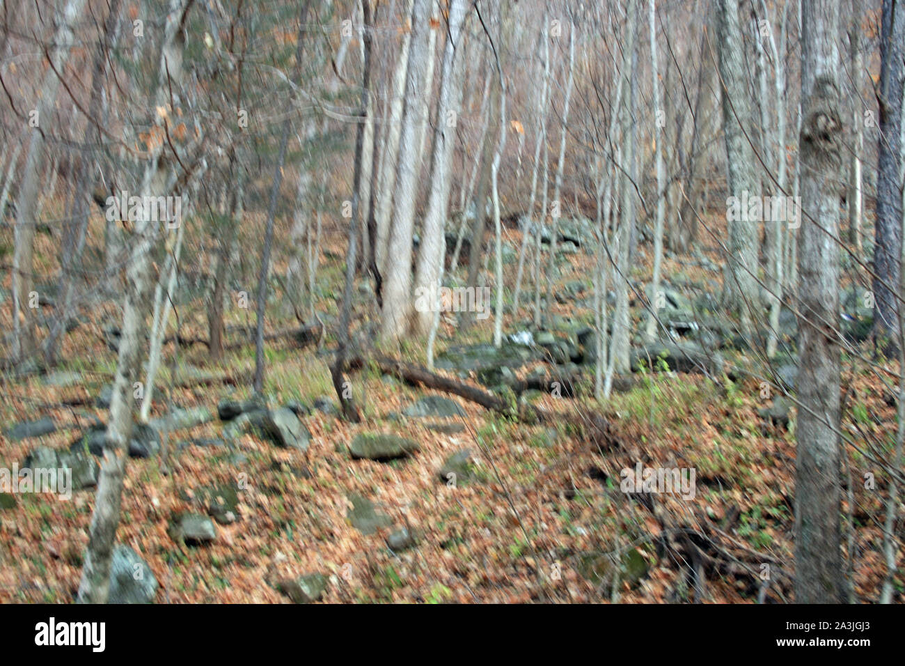 Forested Slope, Great Smoky Mountains National Park, Tennessee Stock ...