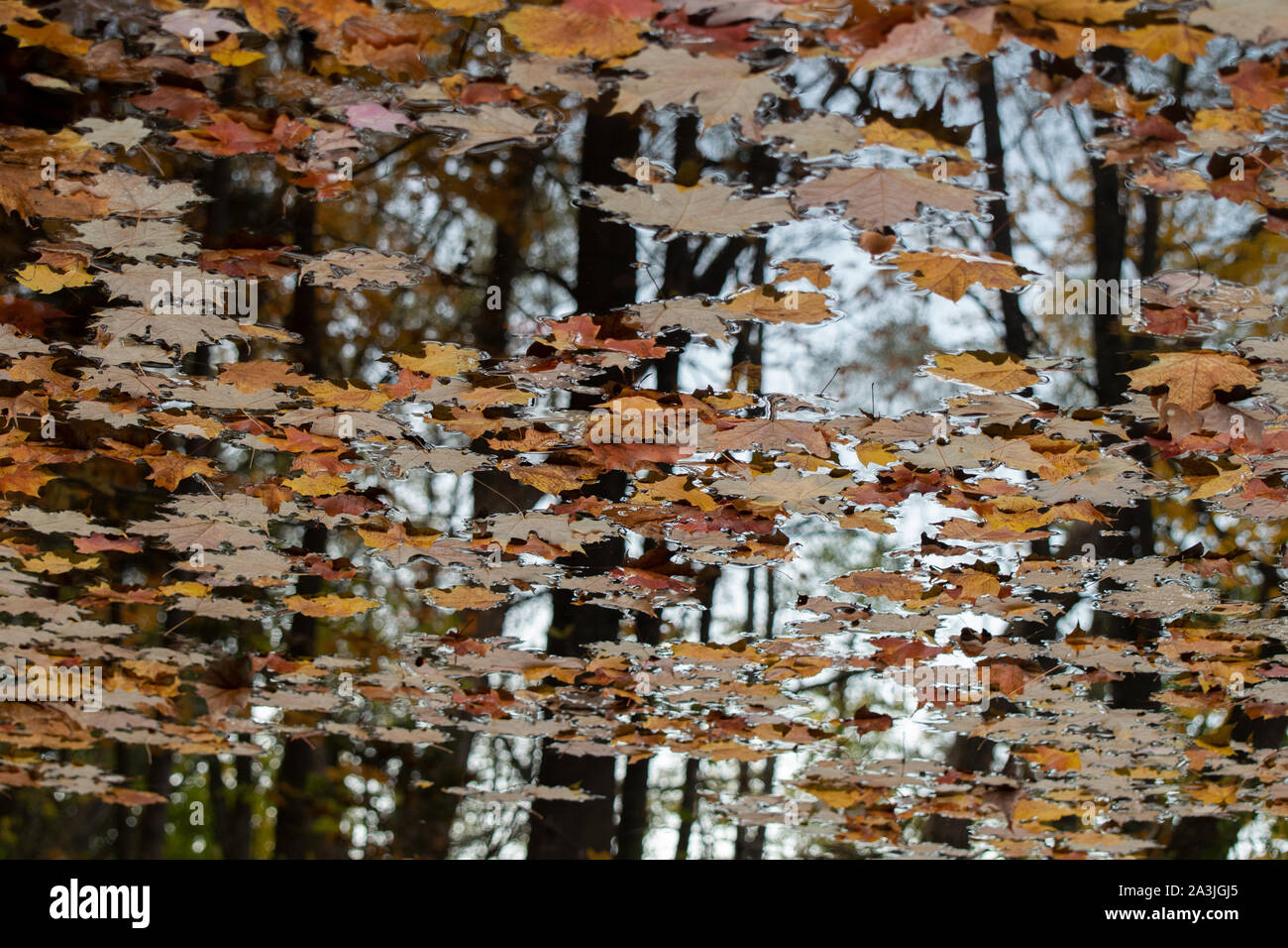 maple leaves floating on water Stock Photo - Alamy