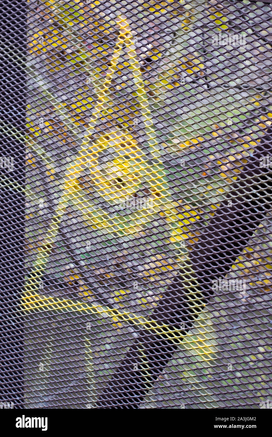 yellow triangle with seeing eye painted on metal mesh Stock Photo - Alamy