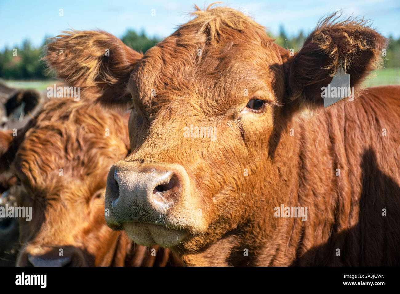 close up on a head of a cow Stock Photo - Alamy