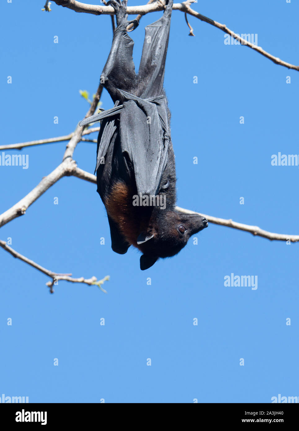 A Black Flying Fox (Pteropus alecto) hanging from a branch, Ravenswood ...