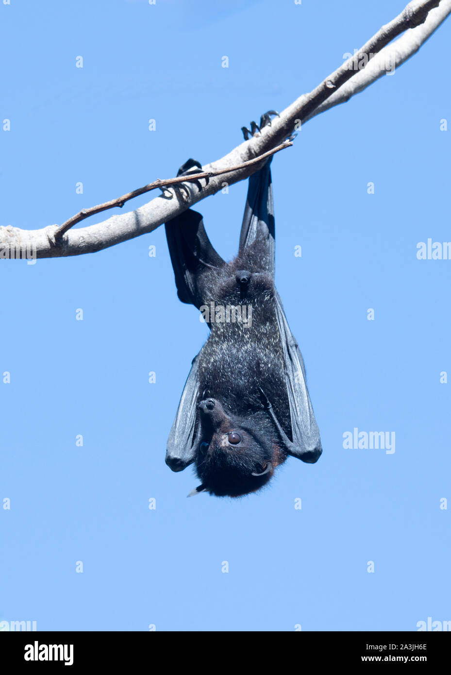 A Black Flying Fox (Pteropus alecto) hanging from a branch, Ravenswood ...
