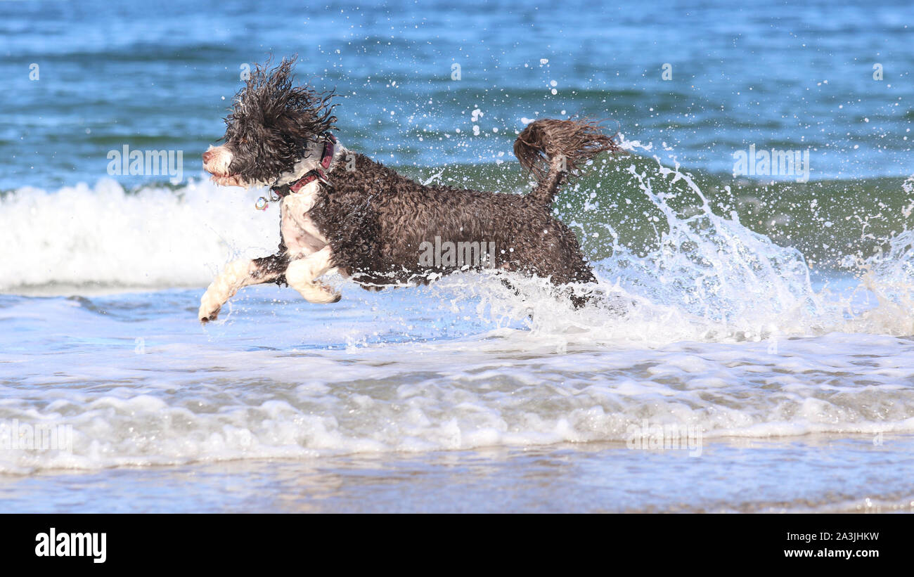 Portuguese water dog hi-res stock photography and images - Alamy
