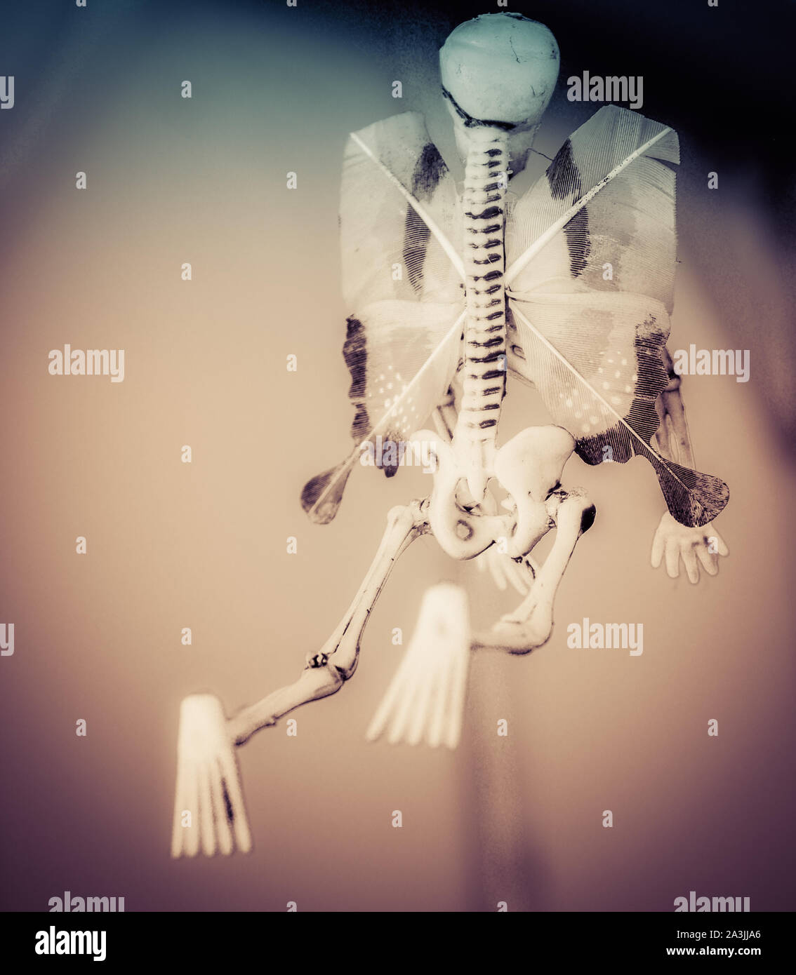 Scary skelton hi-res stock photography and images - Alamy