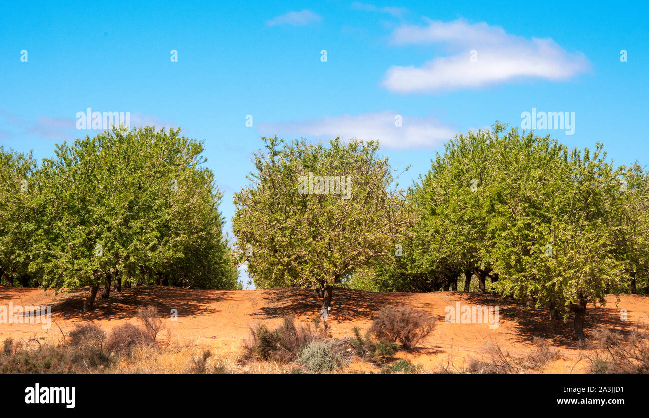 Almond tree orchard at Boundary Bend in northwest Victoria, Australia ...