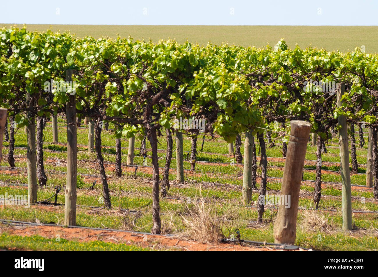 Grapevines in the Murray Riverland near Morgan, South Australia Stock ...