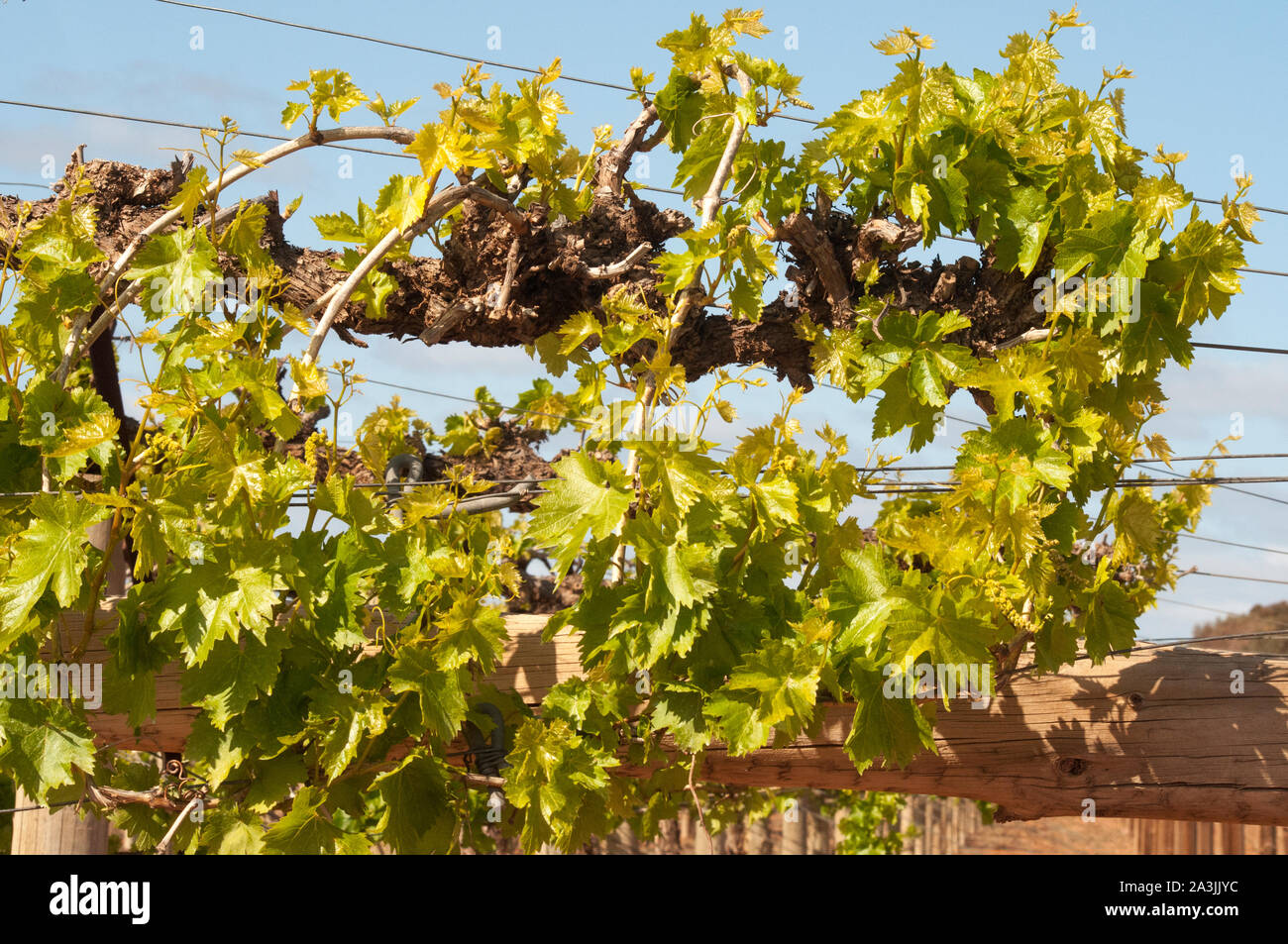 Australian Table Grapes High Resolution Stock Photography and Images ...