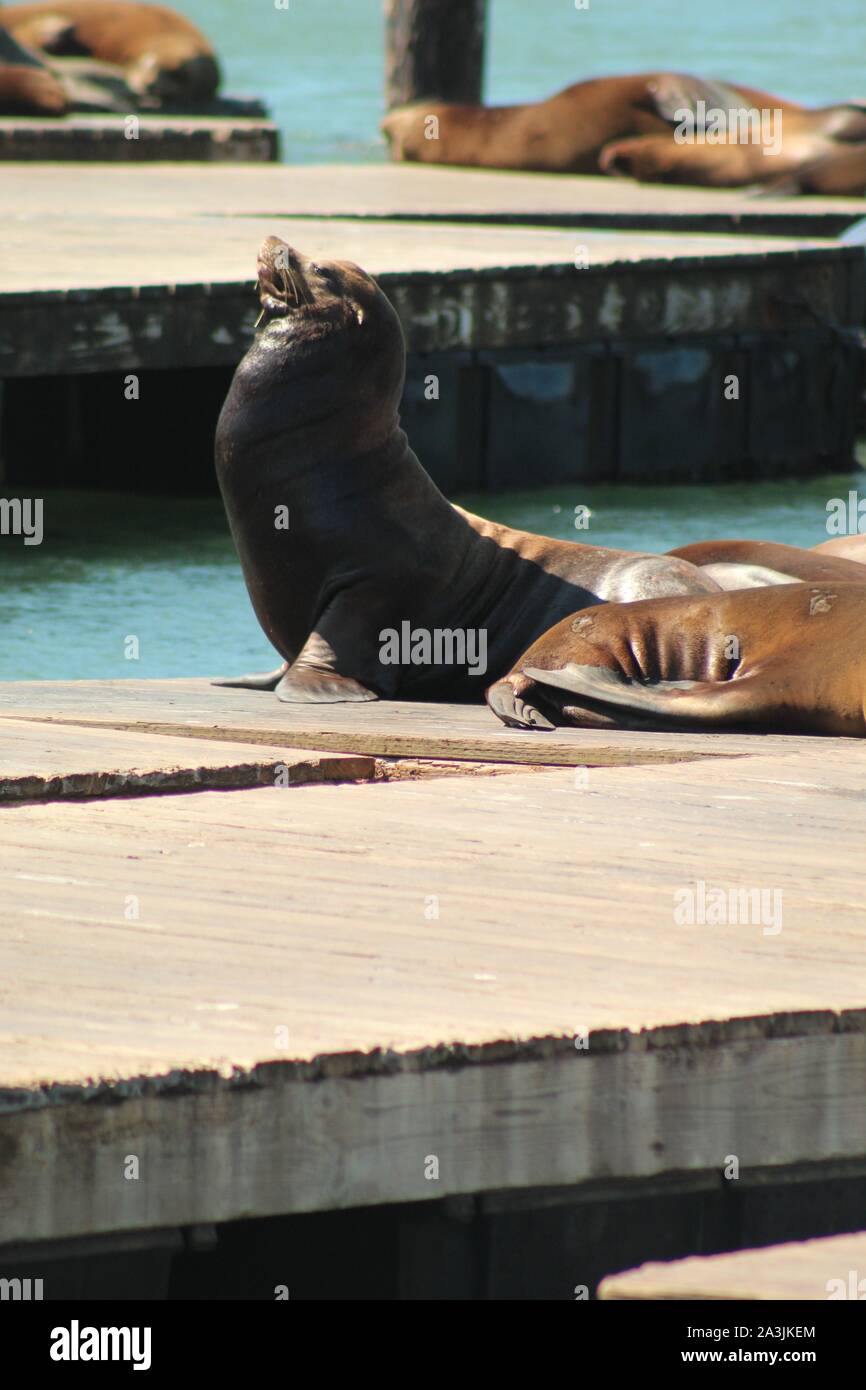 Sunbathe animals hi-res stock photography and images - Alamy