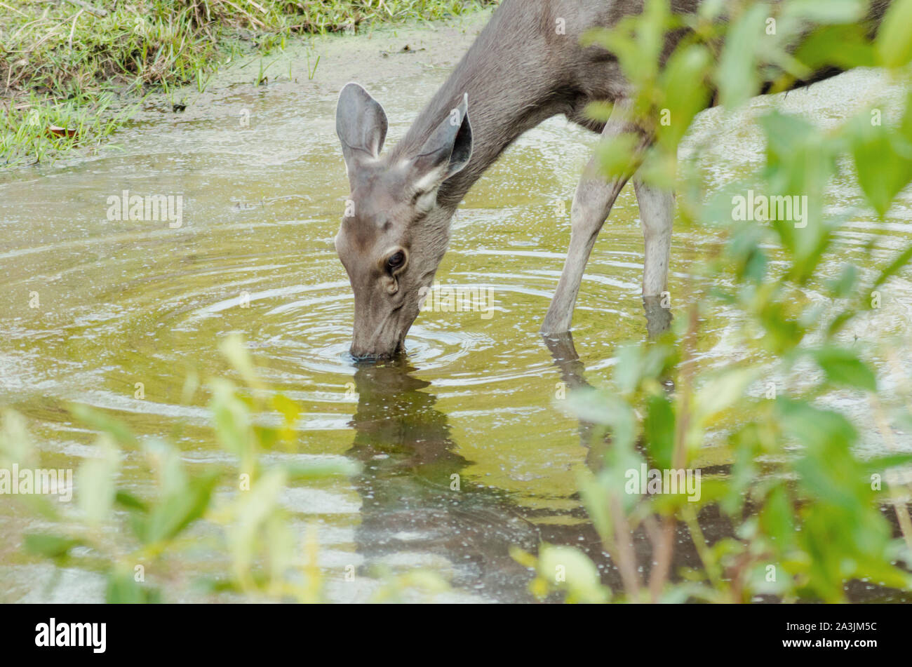 Deer drinking water hi-res stock photography and images - Alamy