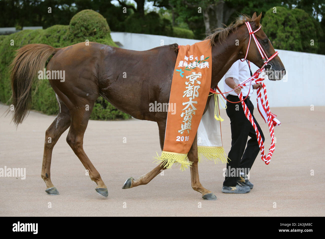 Kyoto, Japan. 6th Oct, 2019. Dreadnoughtus Horse Racing : Dreadnoughtus ...
