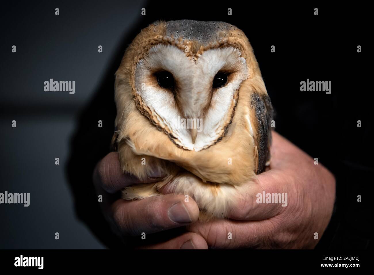Alamy barn owl hi-res stock photography and images - Alamy