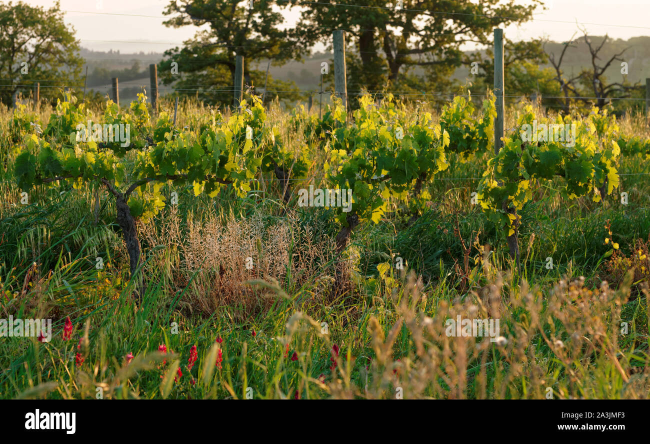 Organic vineyard in Tuscany, Italy, biodiversity promoted Stock Photo ...