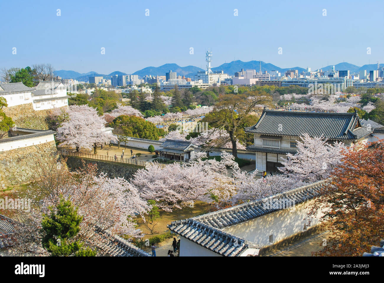Hyogo, Japan - 06 April 2008: Sakura (cherry blossoms) in full bloom in ...