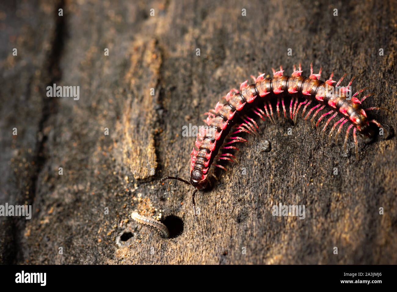 Baby millipedes hi-res stock photography and images - Alamy