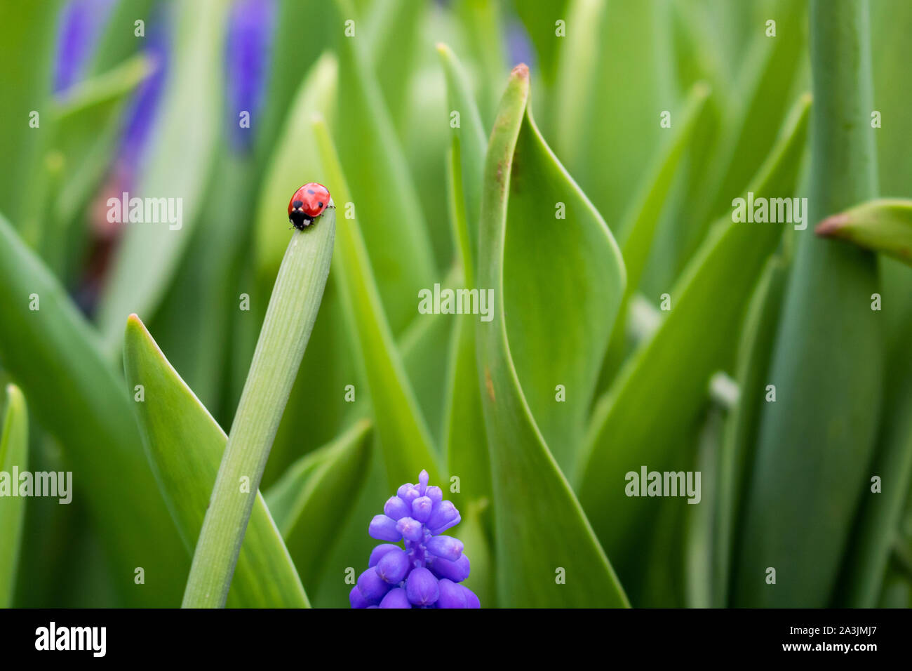 Ladybug antenna hi-res stock photography and images - Alamy