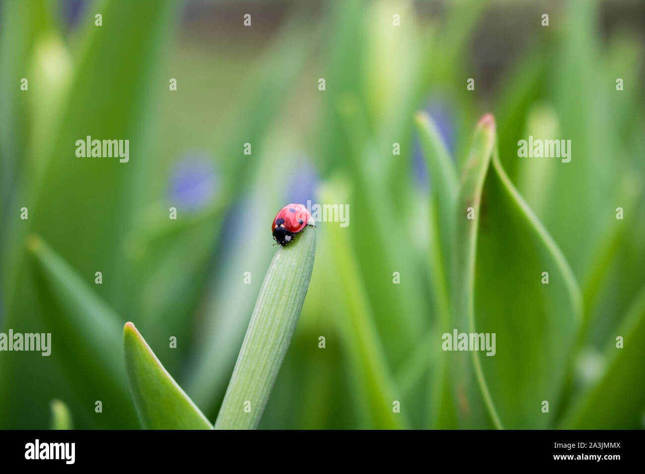Ladybug on the grass Stock Photo - Alamy
