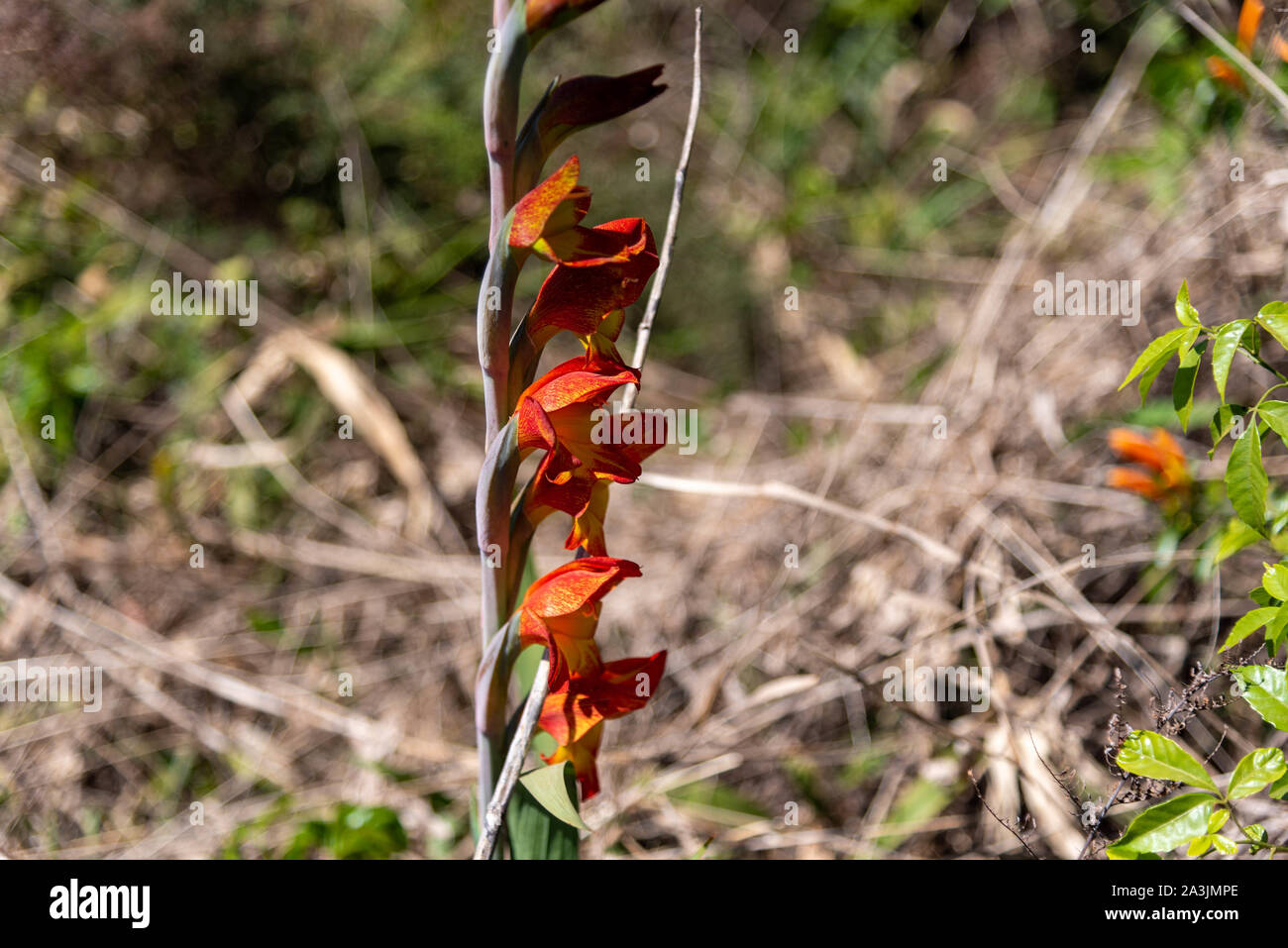 Canna indica flower, commonly known as Indian shot, African arrowroot ...