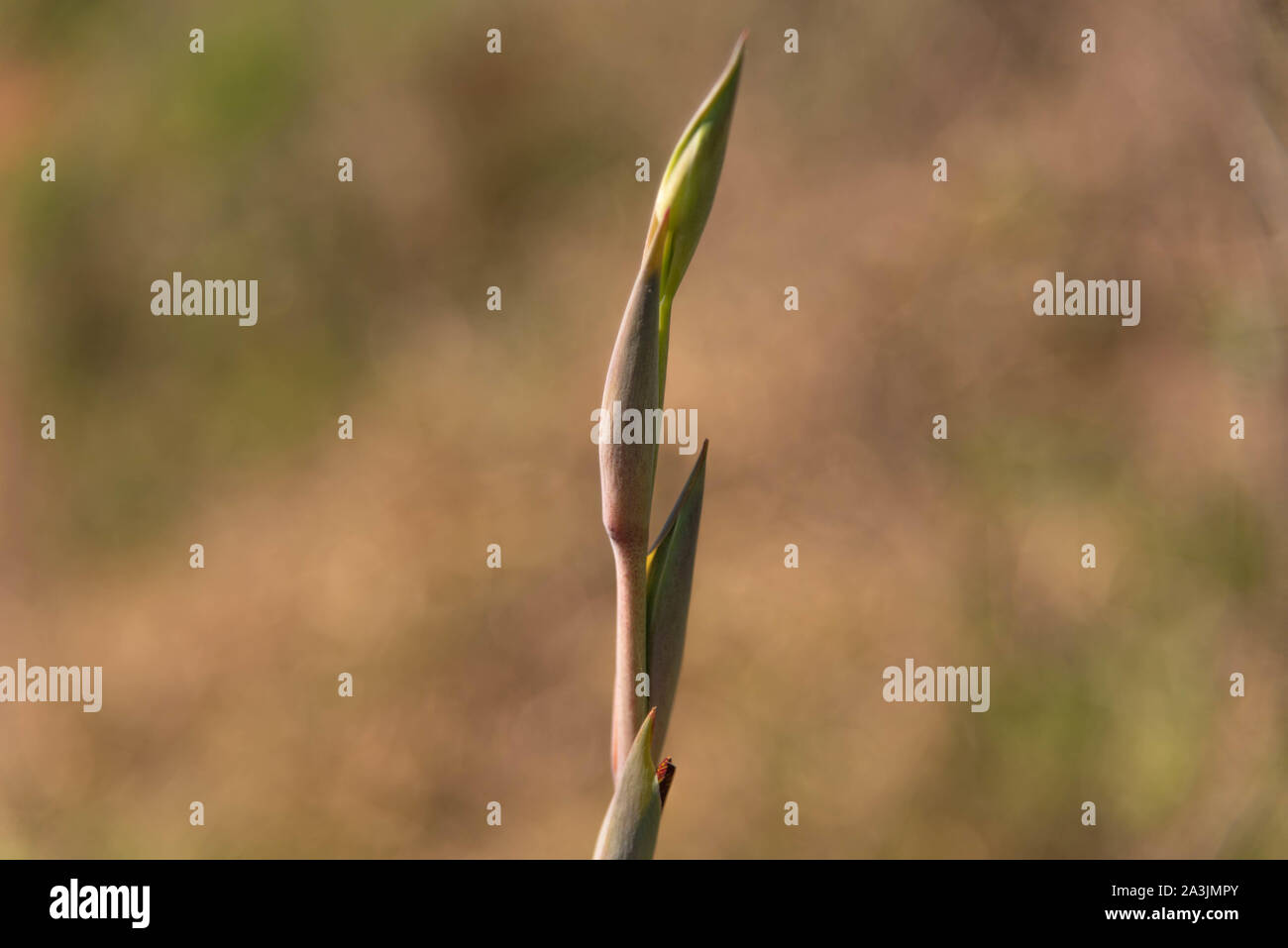 Canna indica flower, commonly known as Indian shot, African arrowroot ...