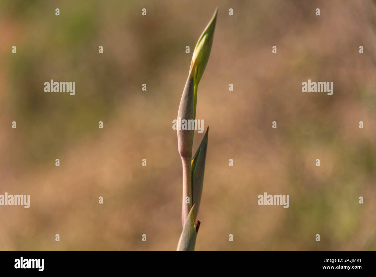 Canna indica flower, commonly known as Indian shot, African arrowroot ...