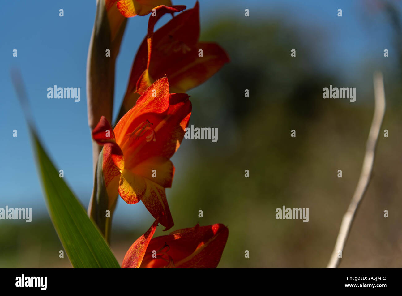 Canna indica flower, commonly known as Indian shot, African arrowroot ...