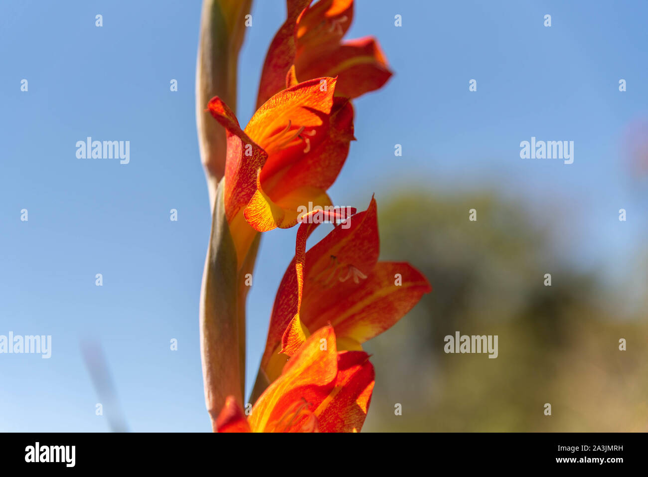 Canna indica flower, commonly known as Indian shot, African arrowroot ...