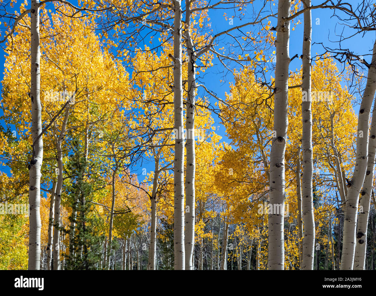 Autumn leaves changing colors in golden fall forest of aspen trees in ...