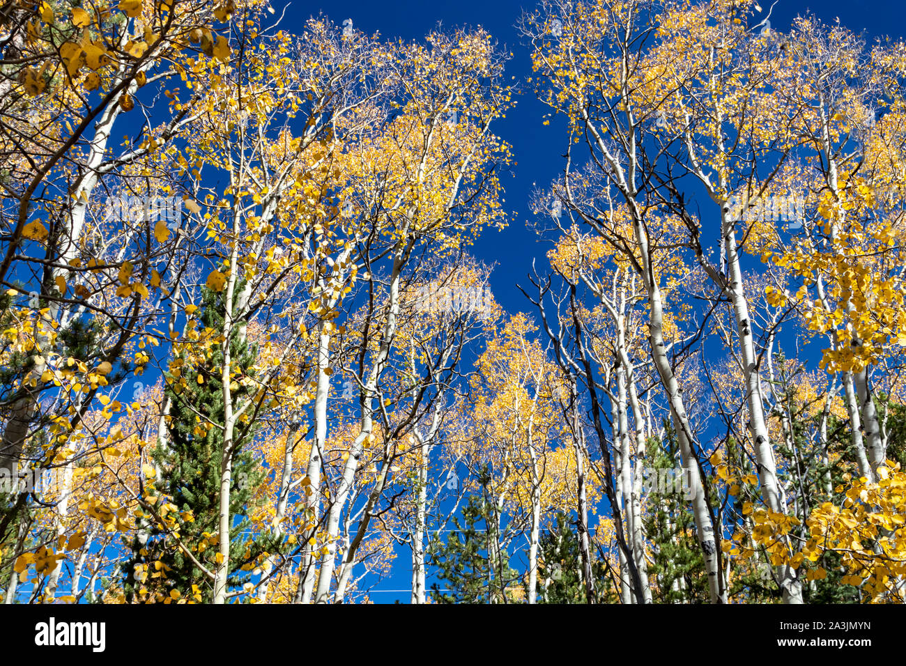 Canopy of golden fall aspen trees contrast against a clear blue sky ...