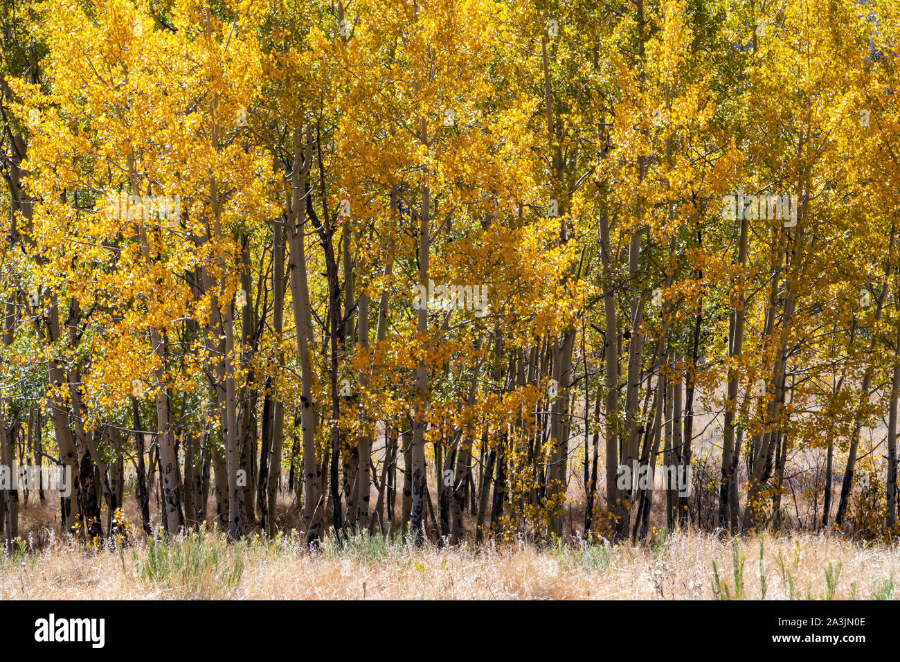Colorful grove of aspen trees with yellow leaves in a Colorado mountain ...