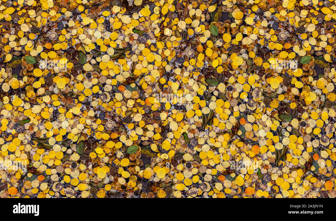 Layer of golden aspen leaves cover the forest ground creating colorful ...