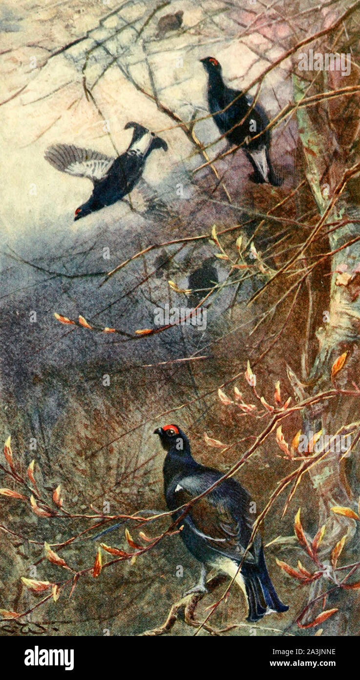 Blackcock grouse feeding on the buds Stock Photo - Alamy