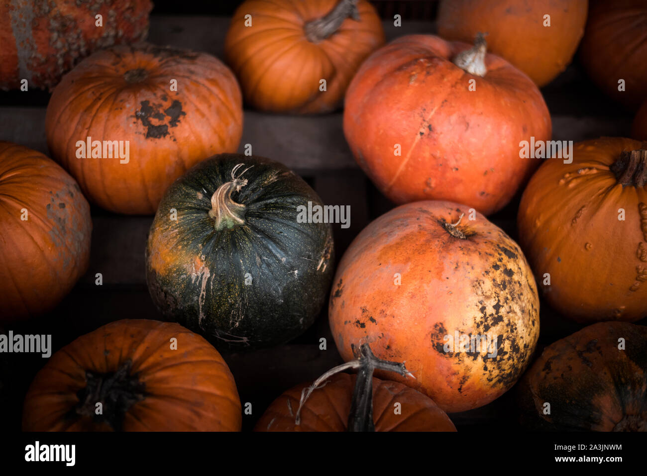 Assorted pumpkins hi-res stock photography and images - Alamy