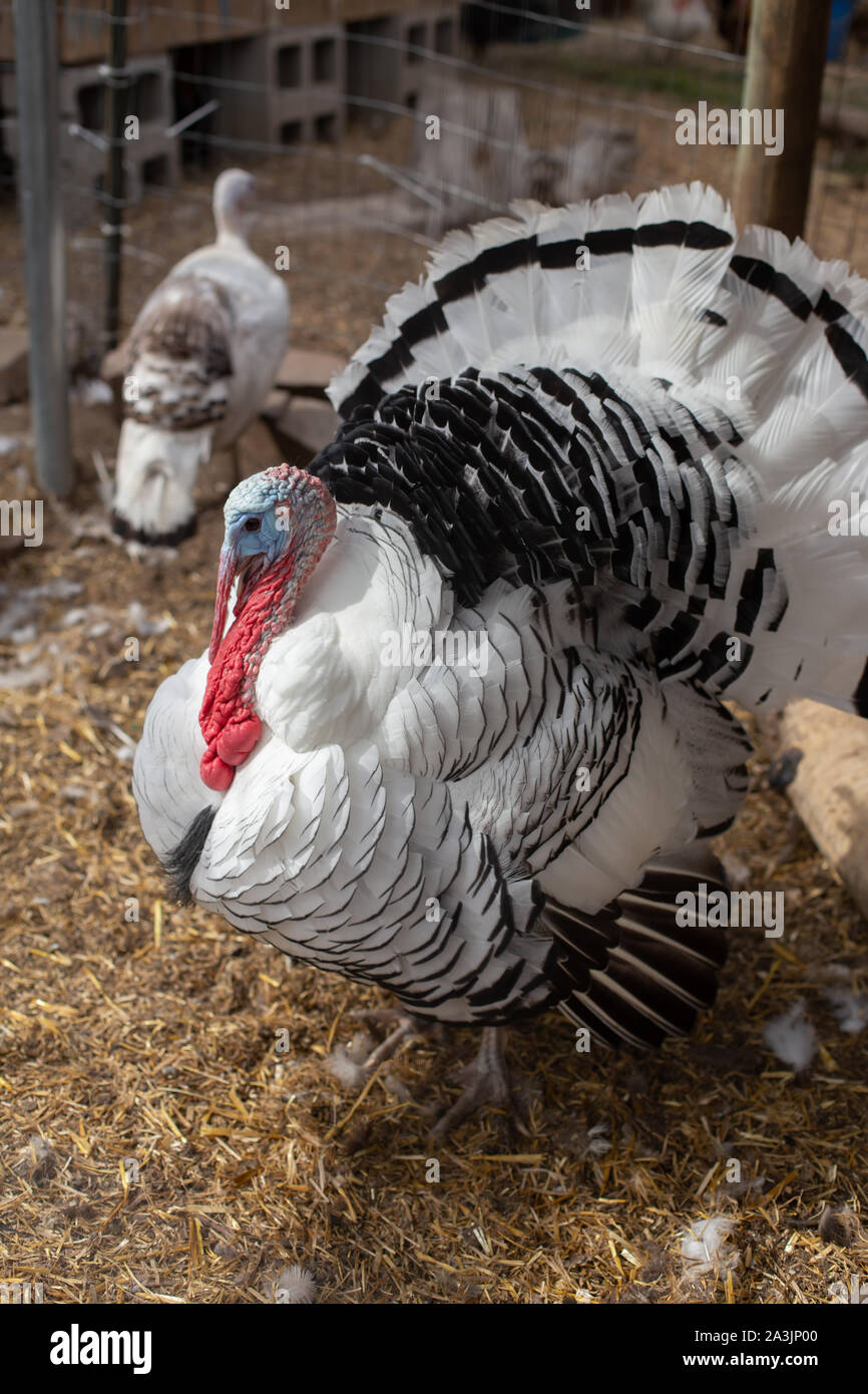 Front of turkey hi-res stock photography and images - Alamy