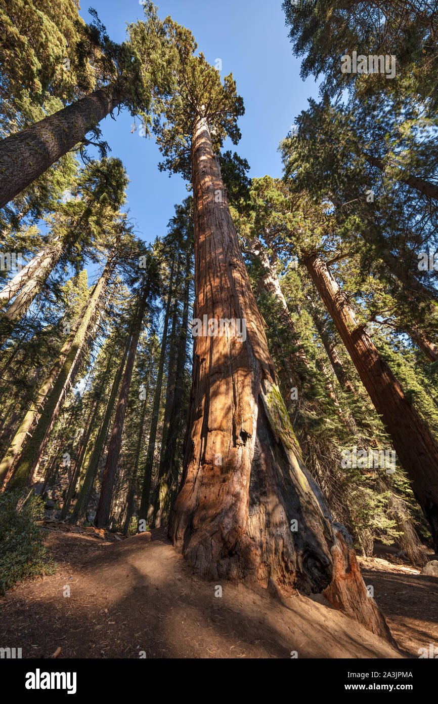 A view of a giant Sequoia Tree along Congress Trail in Sequoia National ...
