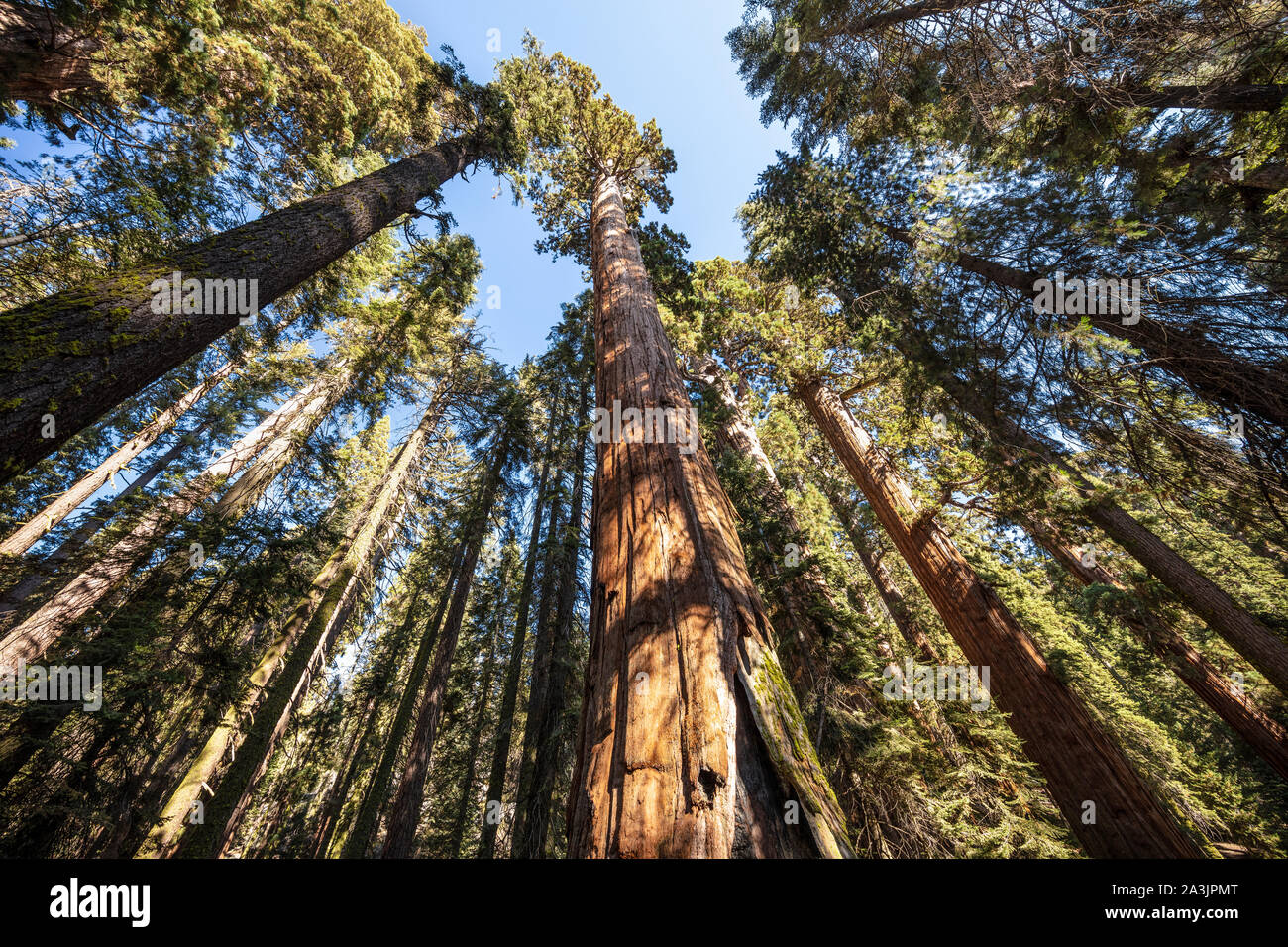 Congress Trail Sequoia National Park High Resolution Stock Photography ...