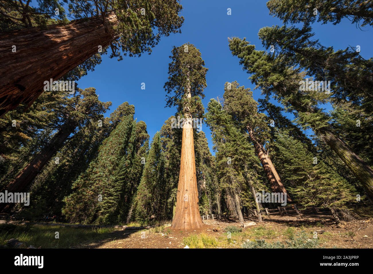 A view of General Sherman Tree, the largest living tree and organism on ...