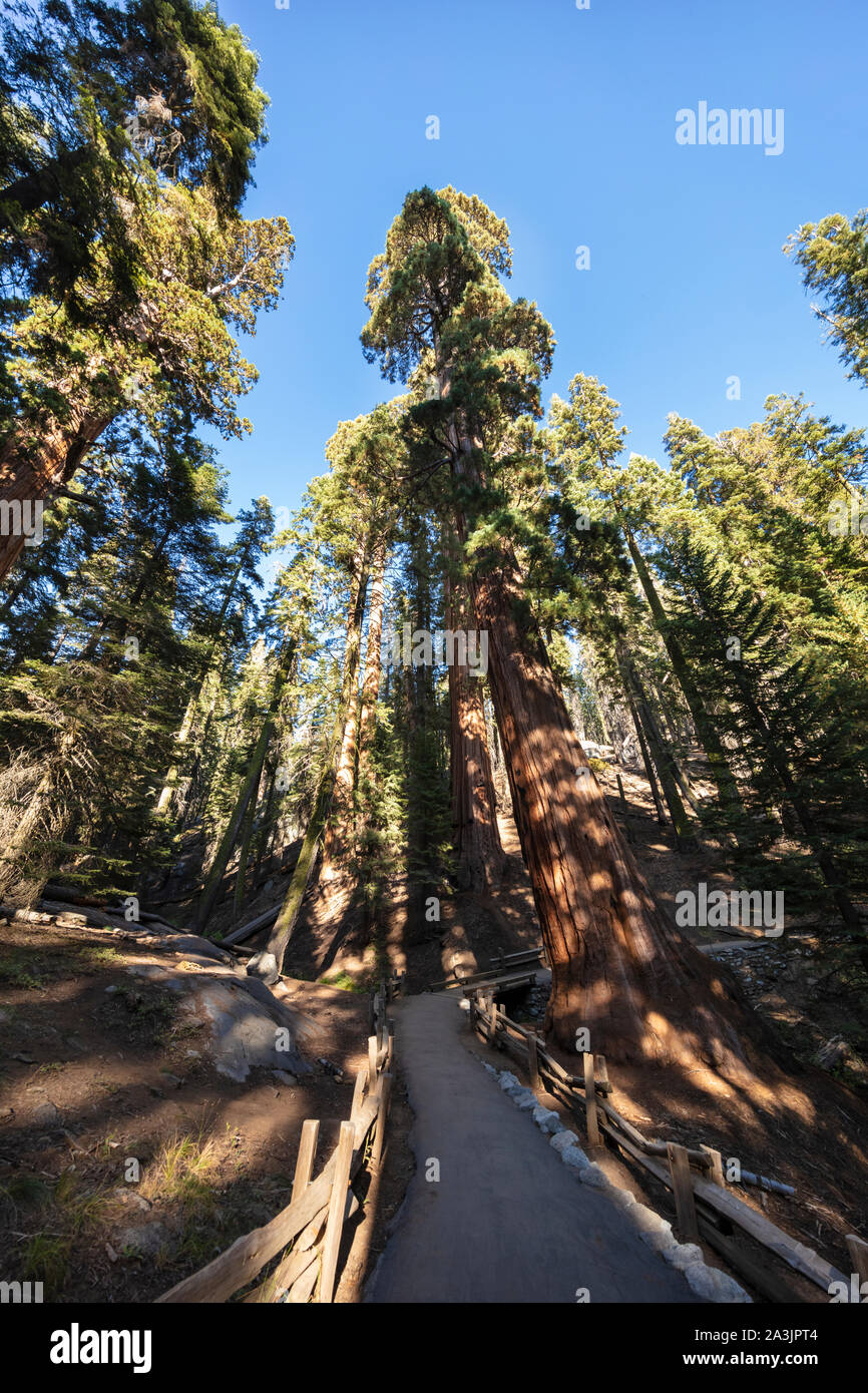 A view of the Sequoia Trees along Congress Trail in Sequoia National ...